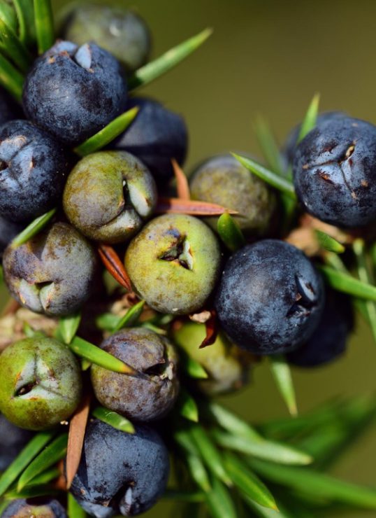 Analyse organoleptique de la 2ème création "Small Batch N°1 " - 4810 ...